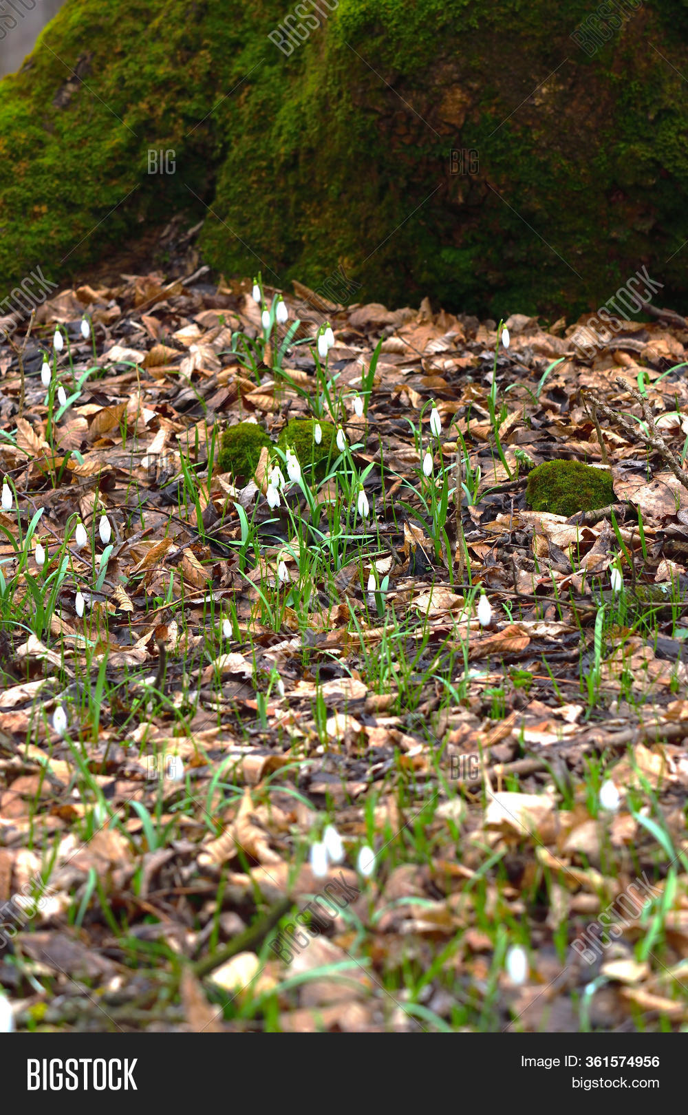 Early Spring Forest Image & Photo (Free Trial) | Bigstock