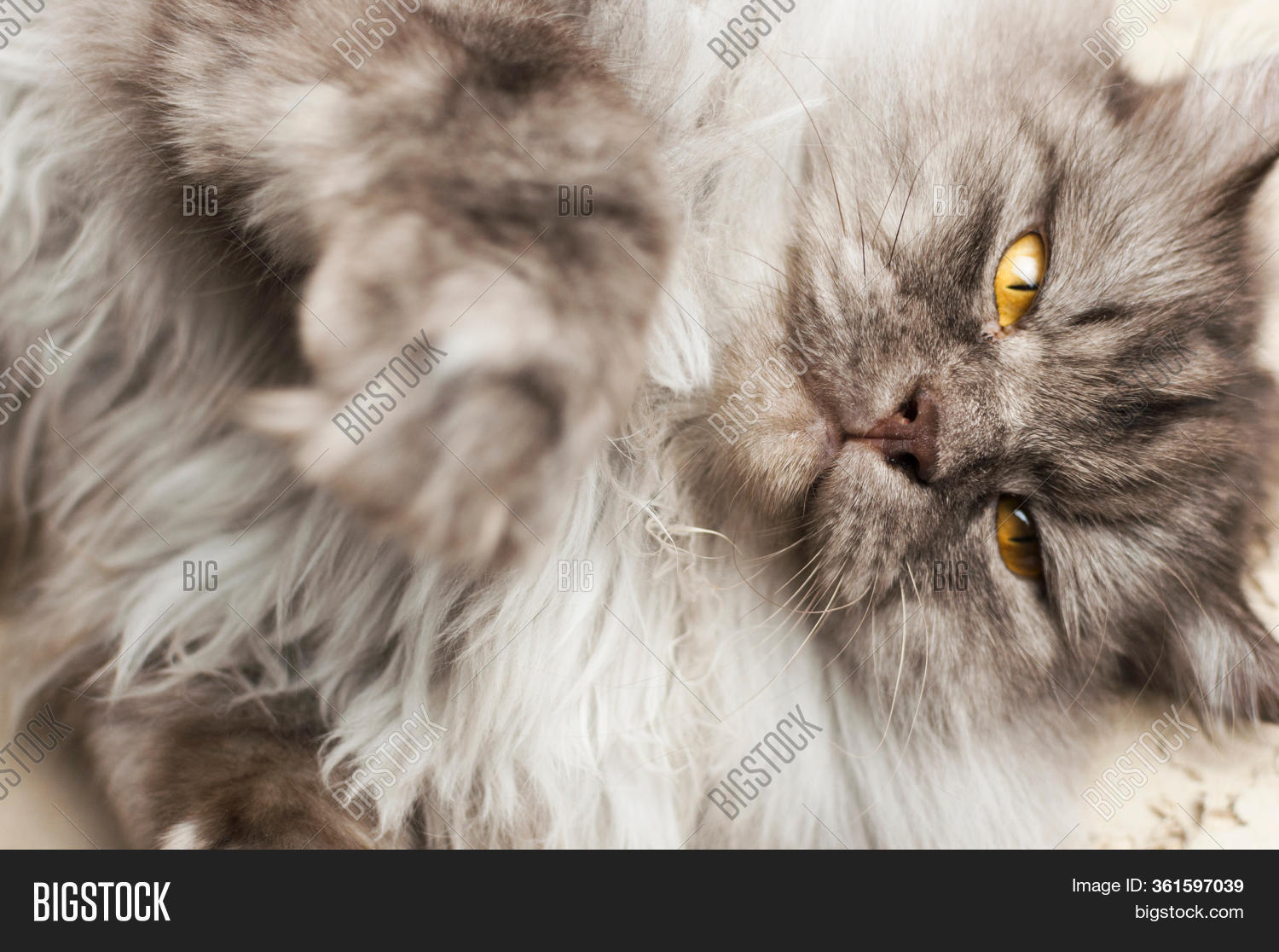 Fat Grey Cat Lying On Image & Photo (Free Trial) | Bigstock
