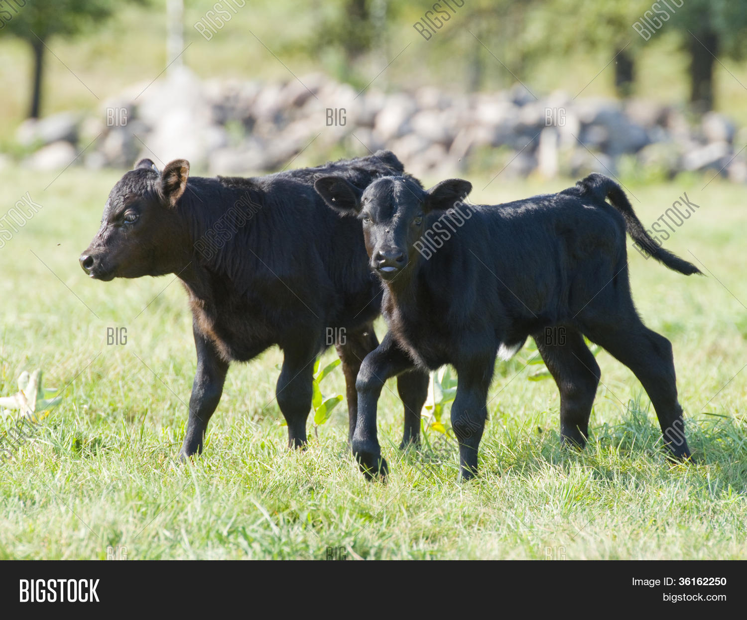 Black Angus Calves Image & Photo (Free Trial) | Bigstock