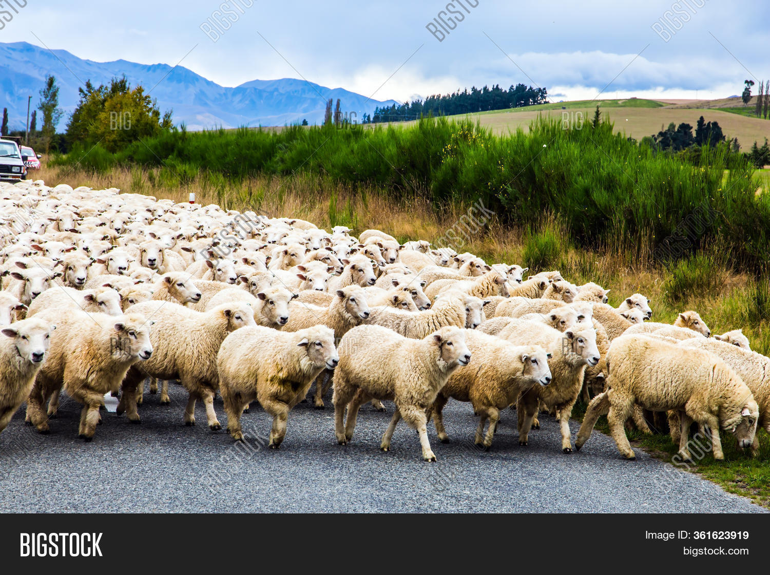Huge Herd Sheep Image & Photo (Free Trial) | Bigstock