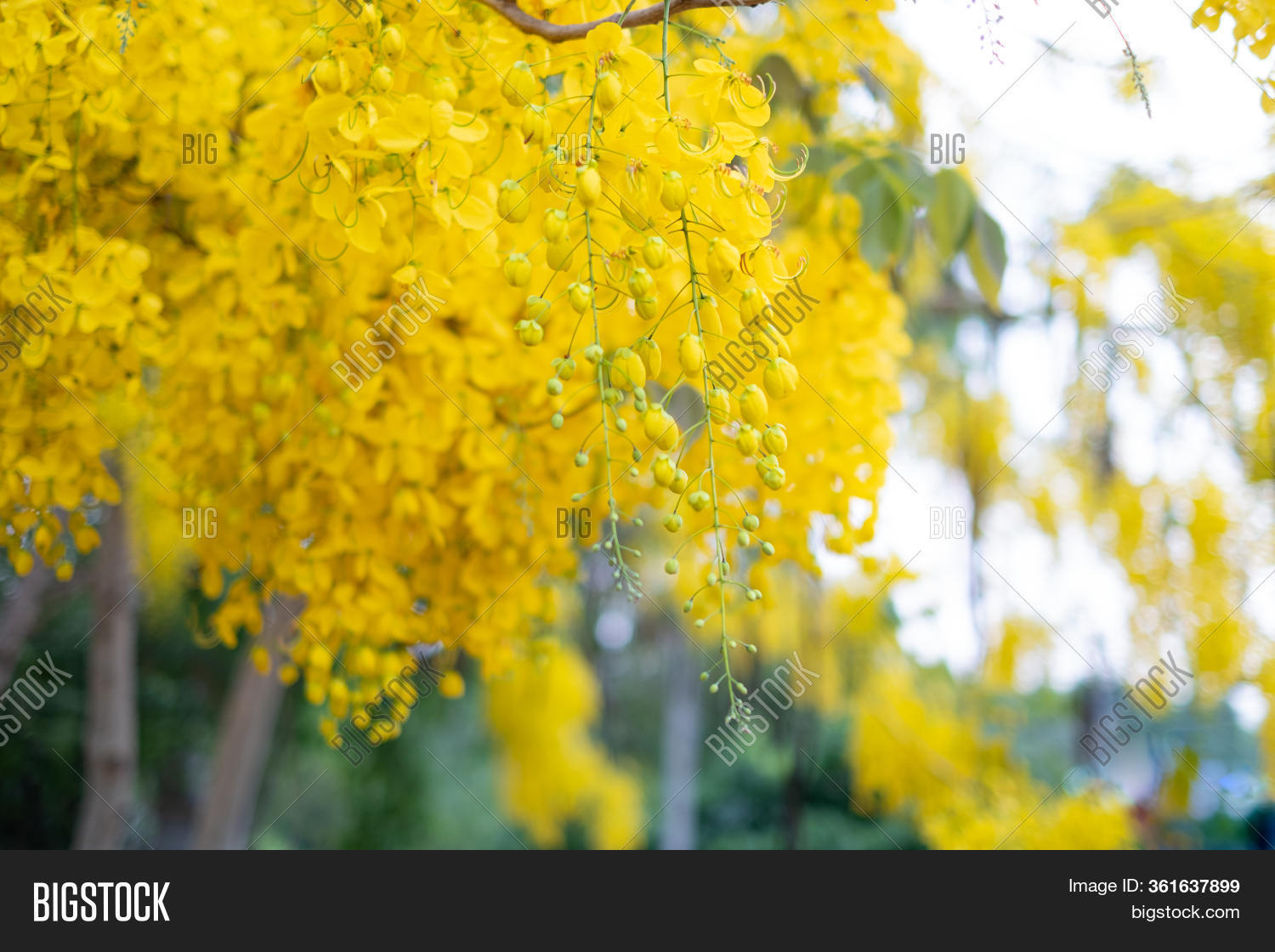 Golden Shower (cassia Image & Photo (Free Trial) | Bigstock