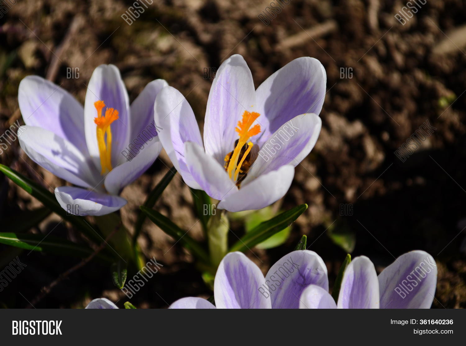 White Crocuses Growing Image & Photo (Free Trial) | Bigstock