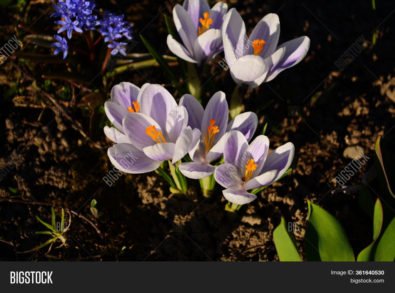 White Crocuses Growing Image & Photo (Free Trial) | Bigstock