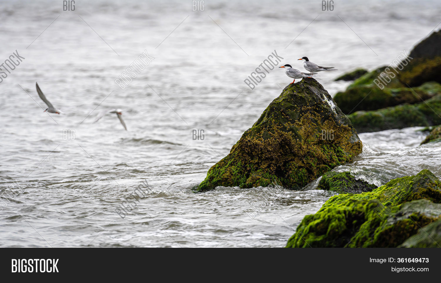 Sea Birds On Rocks Image & Photo (Free Trial) | Bigstock