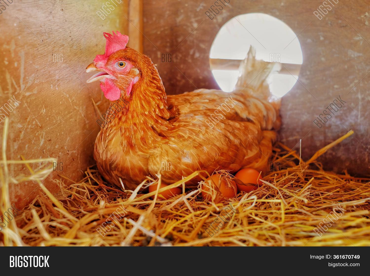 Brown Chicken Hatching Image & Photo (Free Trial) | Bigstock