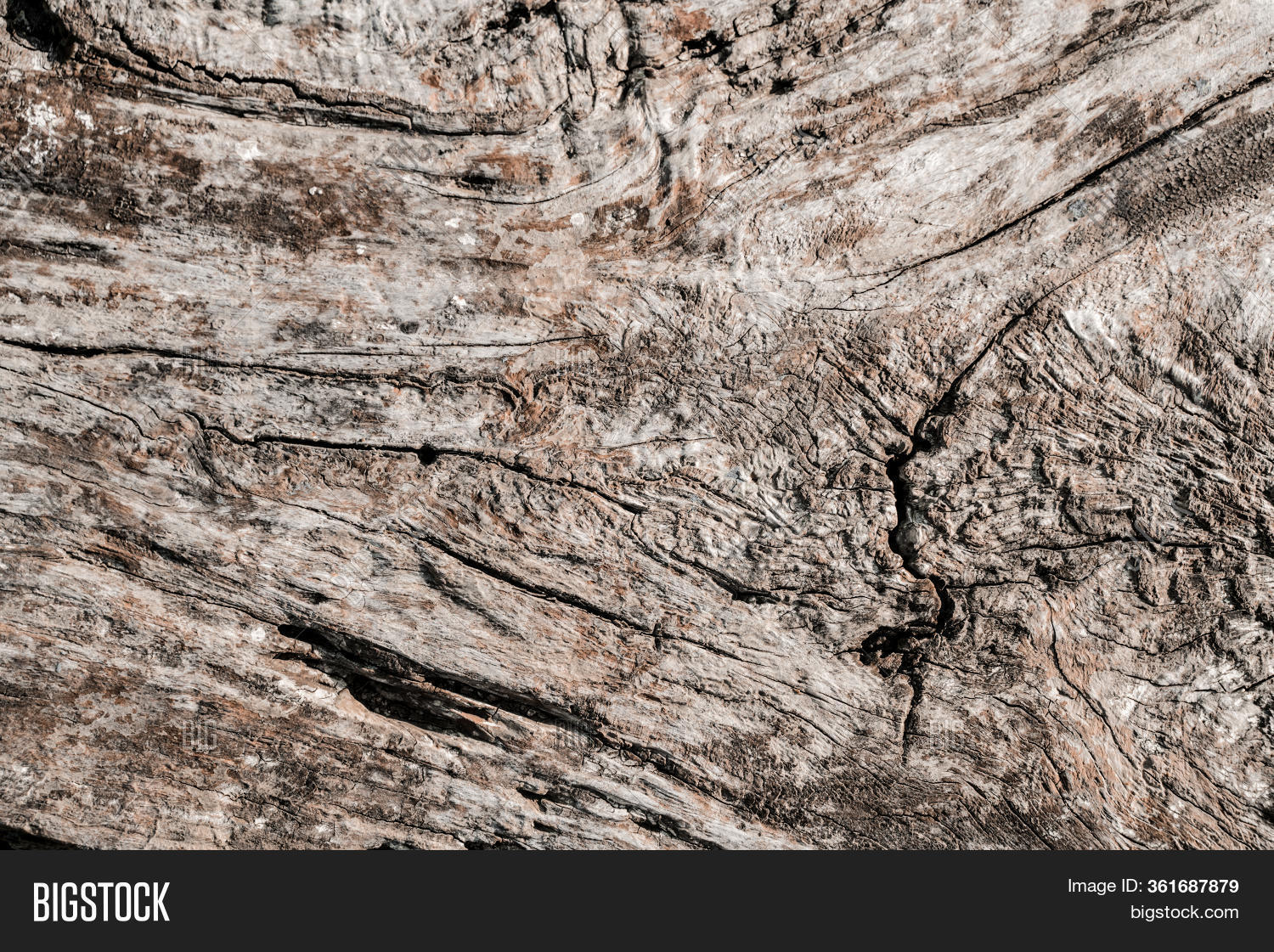 Wood Decay Wood Image & Photo (Free Trial) | Bigstock