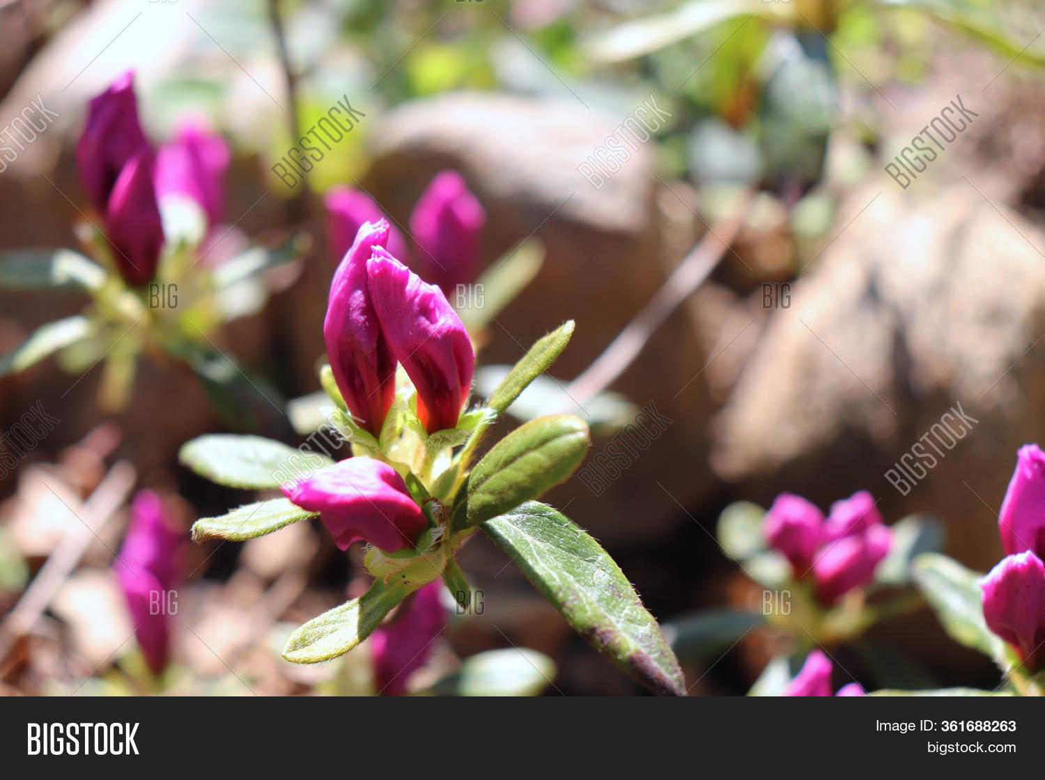 Buds Big Pink Azalea Image & Photo (Free Trial) | Bigstock