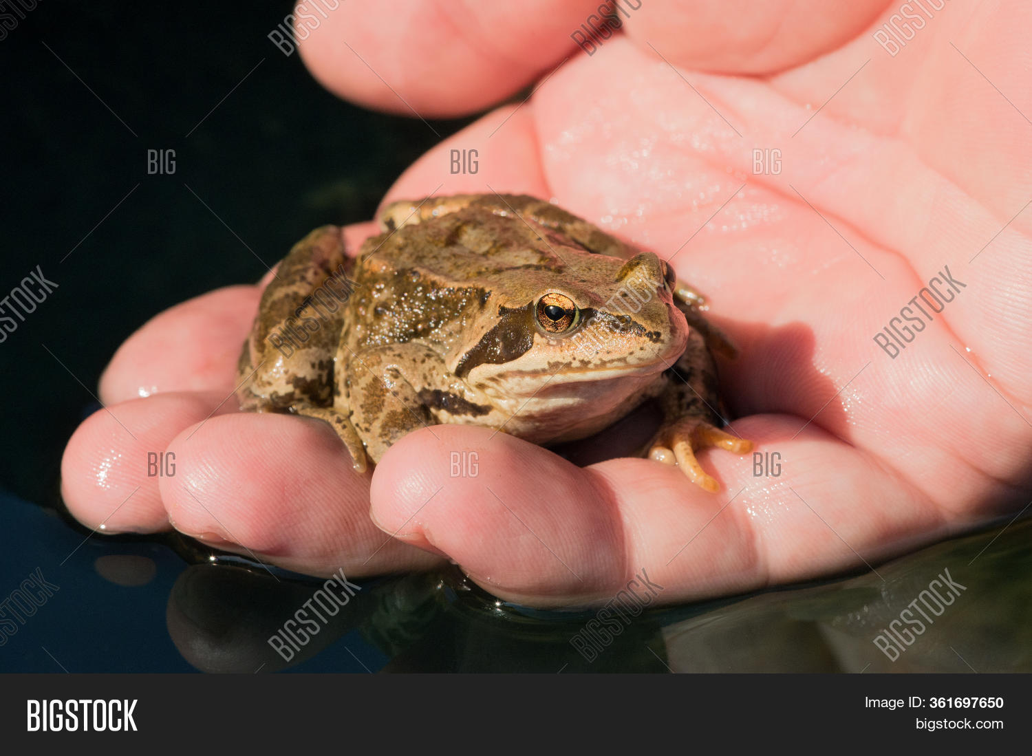One Adult Common Frog Image & Photo (Free Trial) | Bigstock