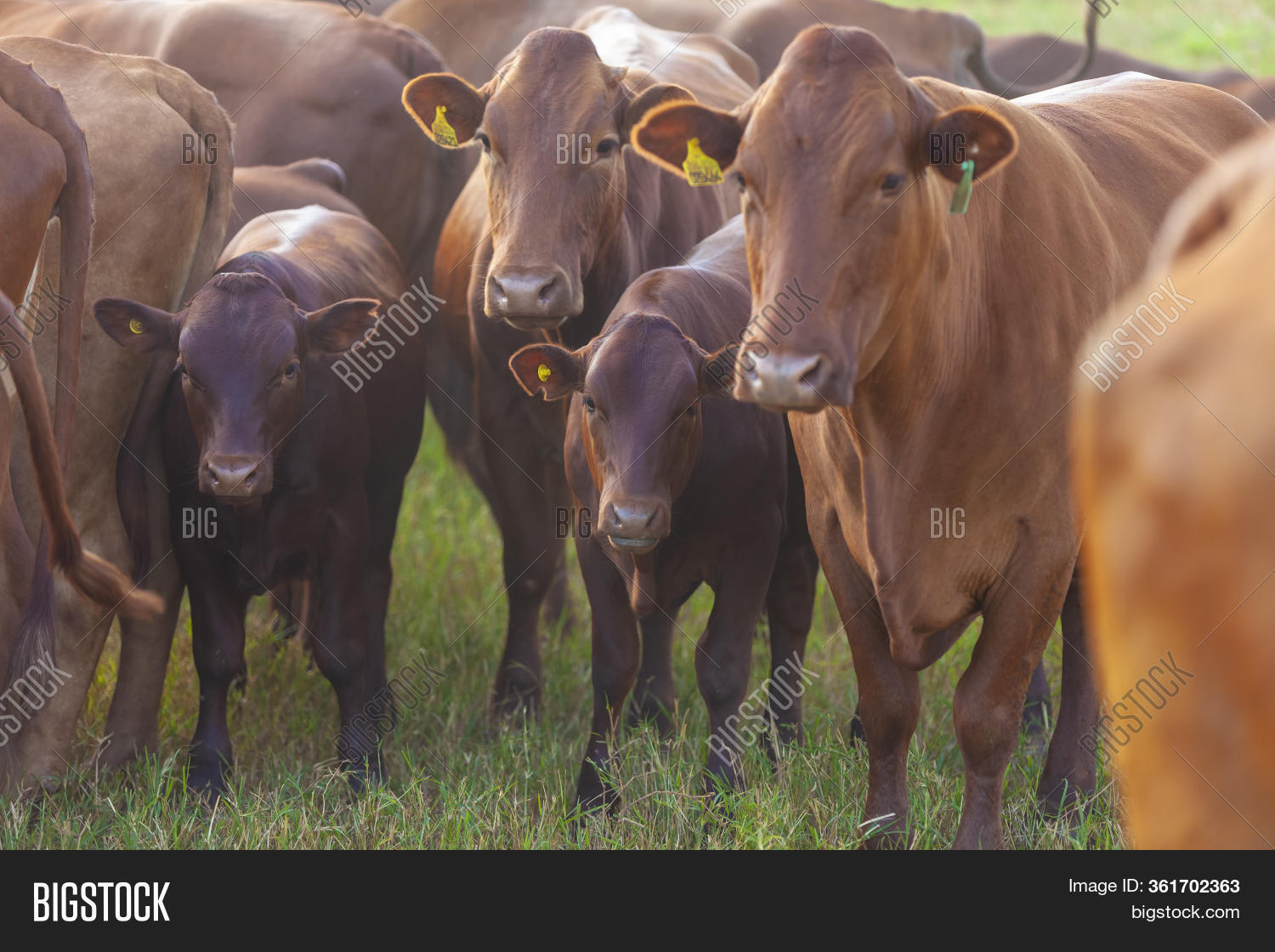 Herd Bonsmara Cows Image & Photo (Free Trial) | Bigstock