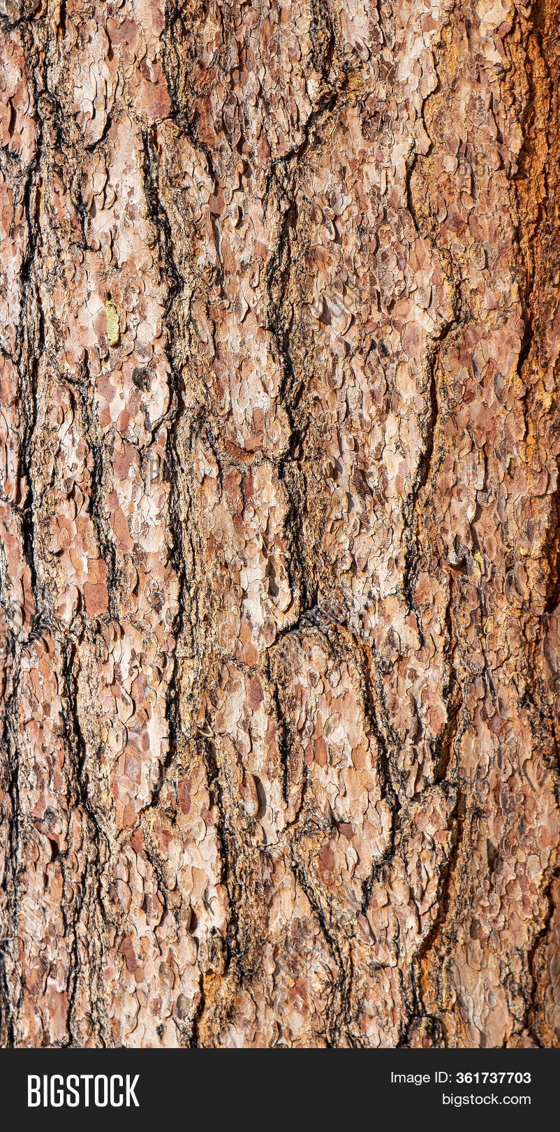 Bright Pine Bark Image & Photo (Free Trial) | Bigstock