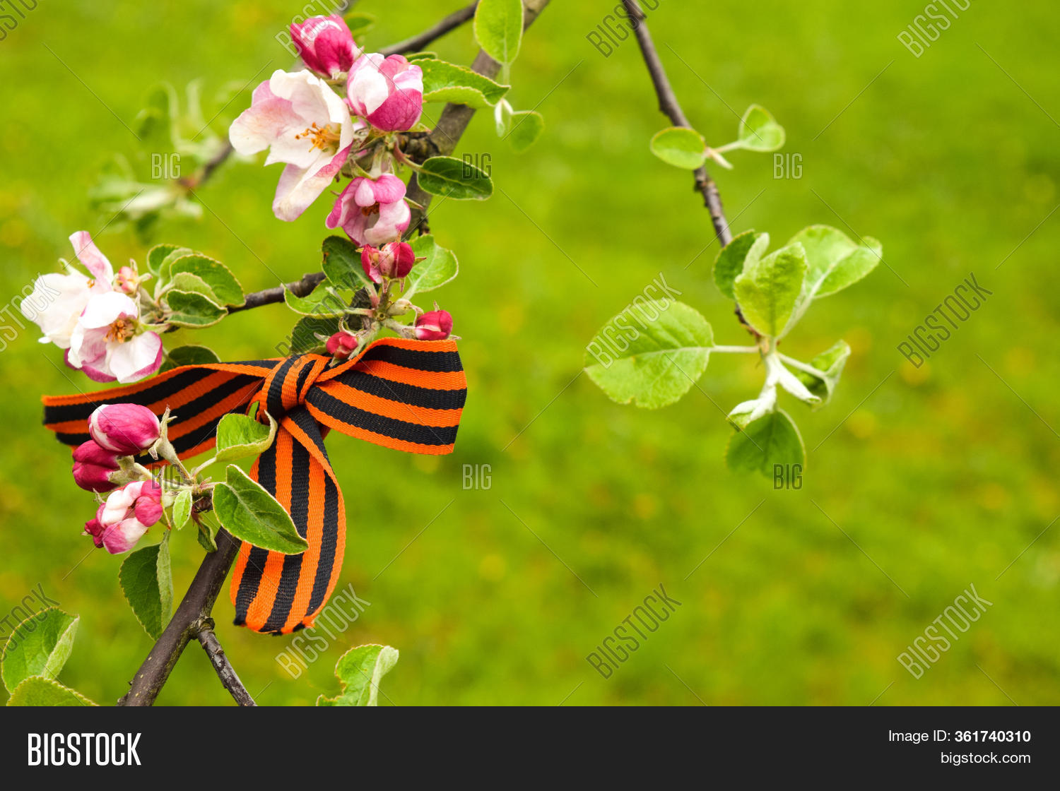 St. George Ribbon Image & Photo (Free Trial) | Bigstock