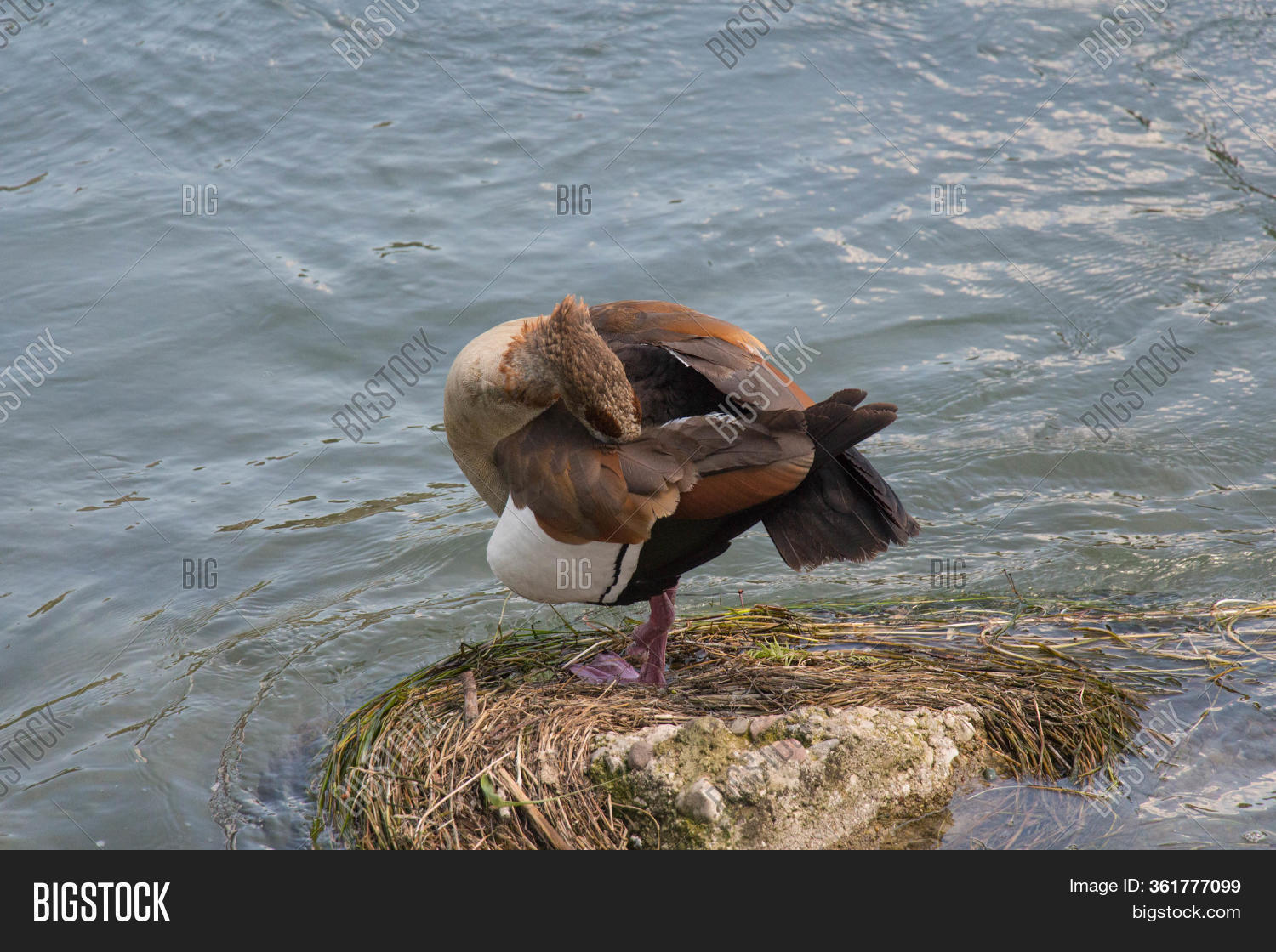 Egyptian Goose Image & Photo (Free Trial) | Bigstock