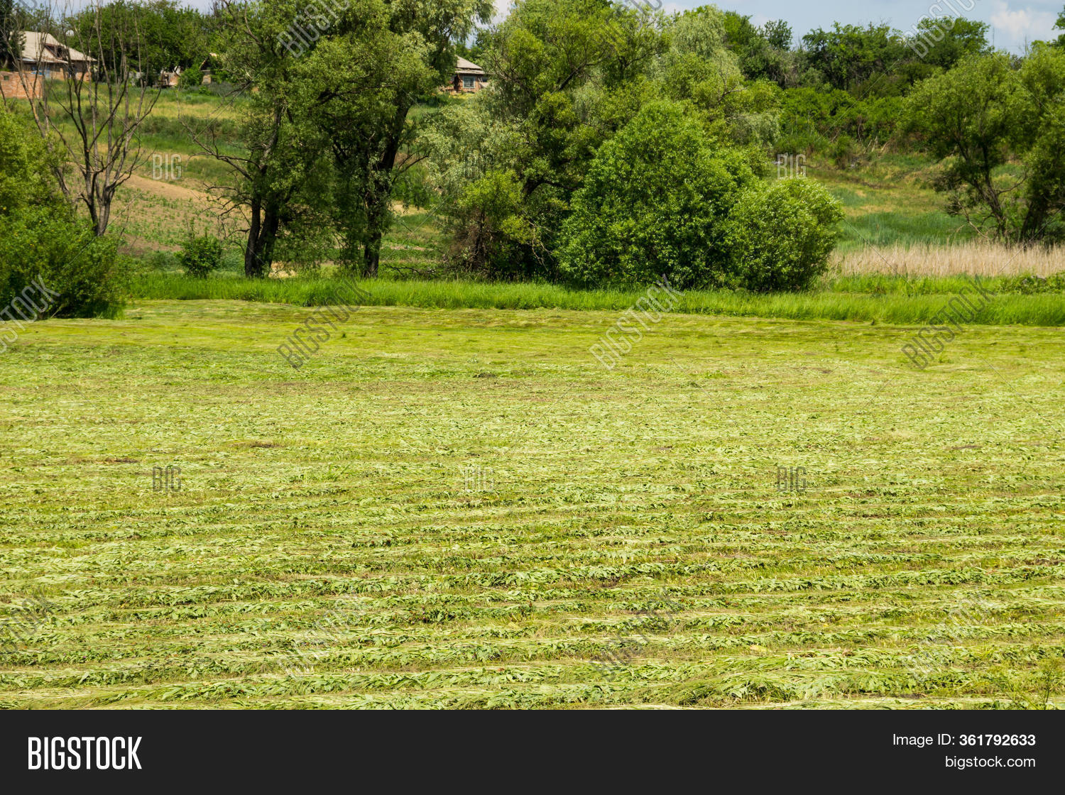 Freshly Mowed Meadow Image & Photo (Free Trial) | Bigstock