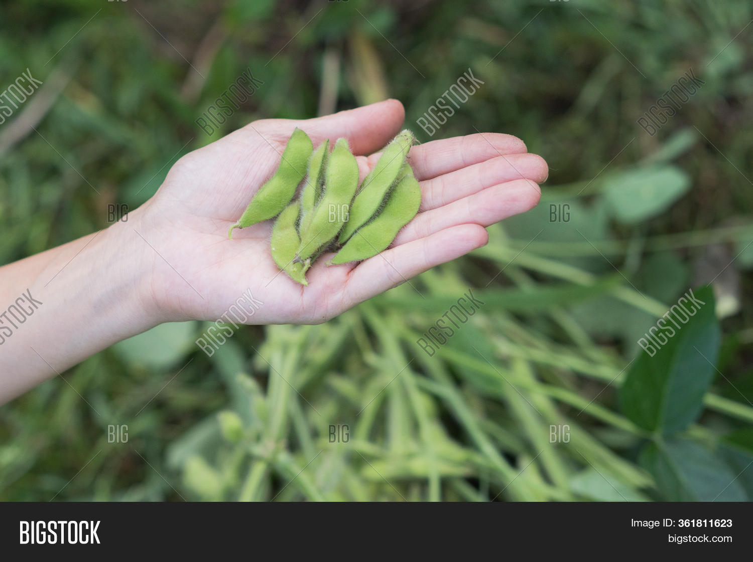 Harvested Edamame Home Image & Photo (Free Trial) | Bigstock