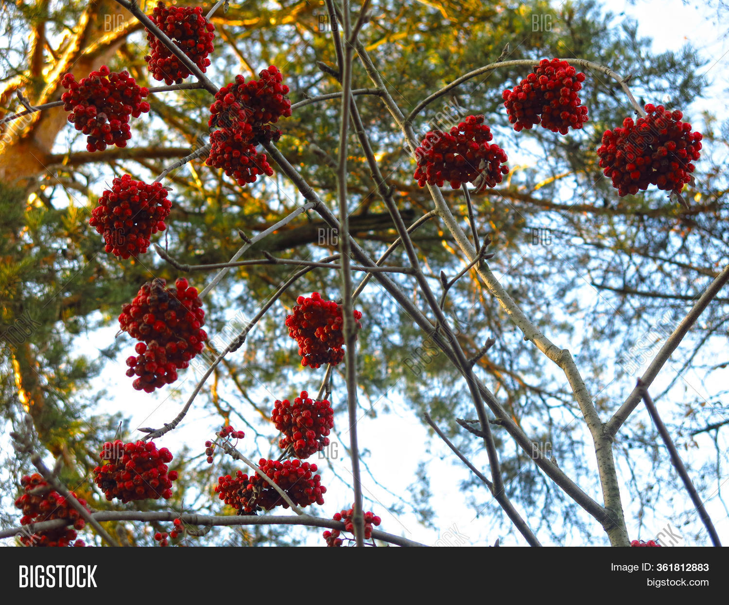 Red Clusters Autumn Image & Photo (Free Trial) | Bigstock
