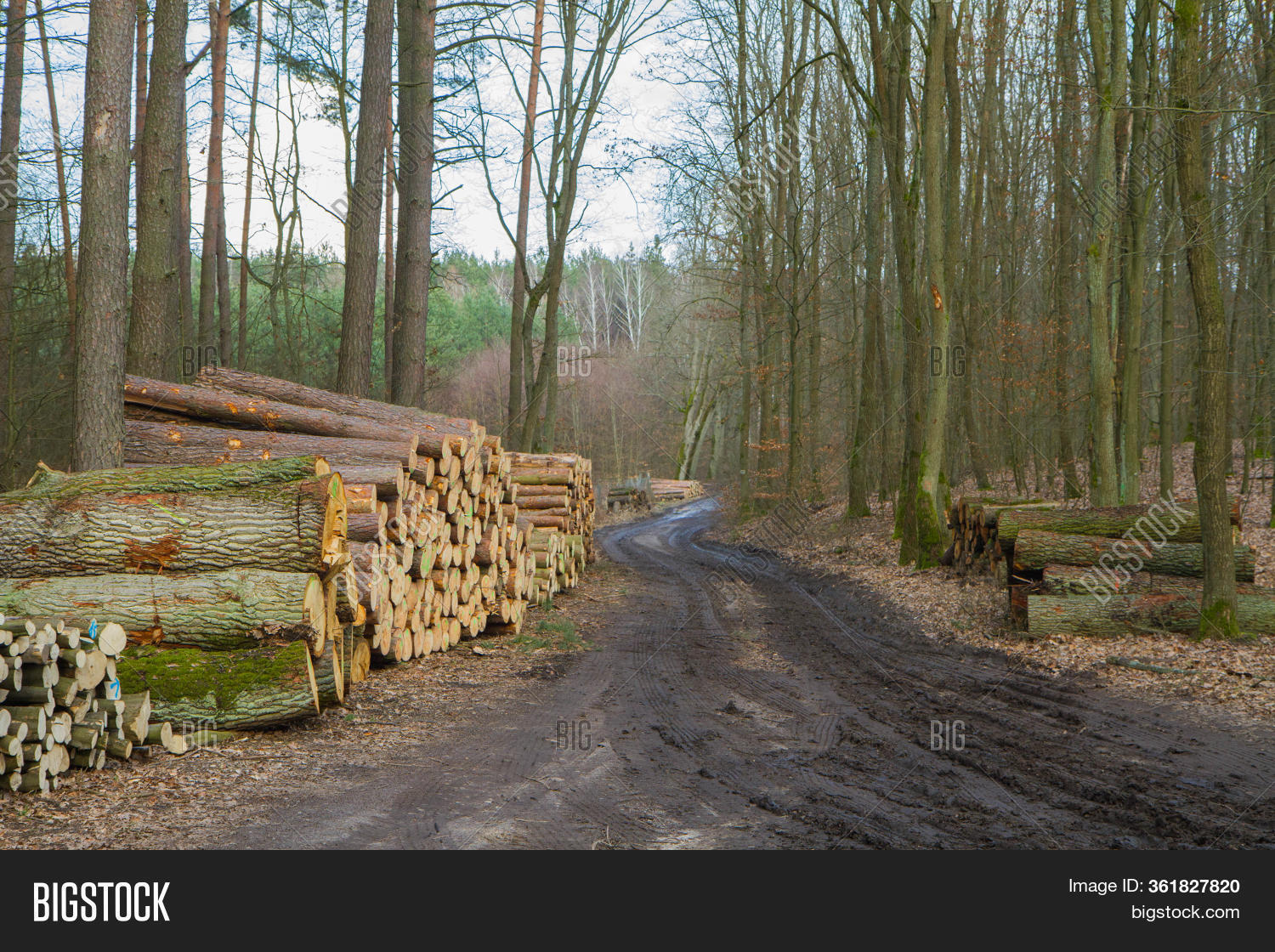 Cut Down Tree Trunks Image & Photo (Free Trial) | Bigstock