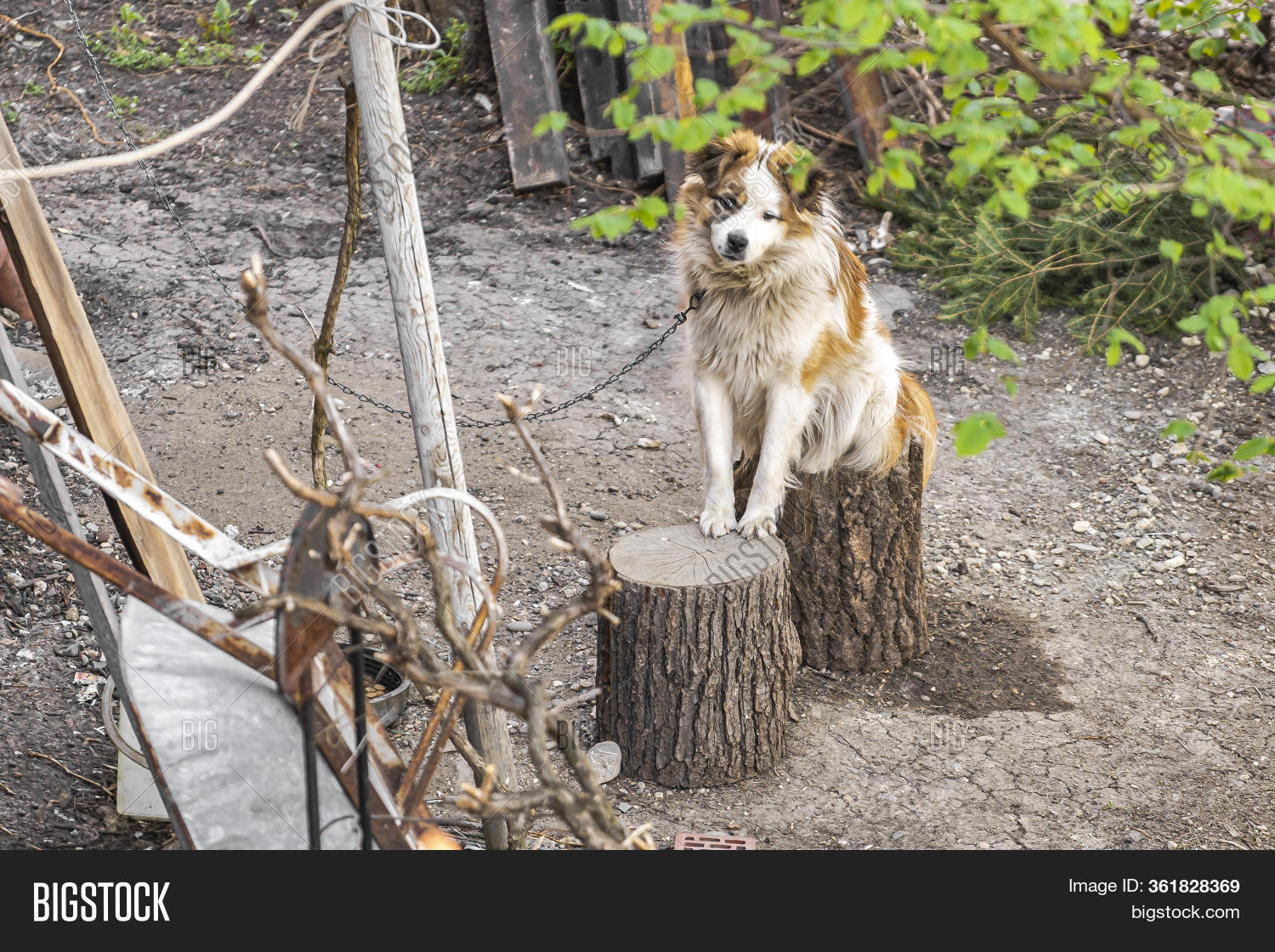 Dog Sits On Stump Tied Image & Photo (Free Trial) | Bigstock
