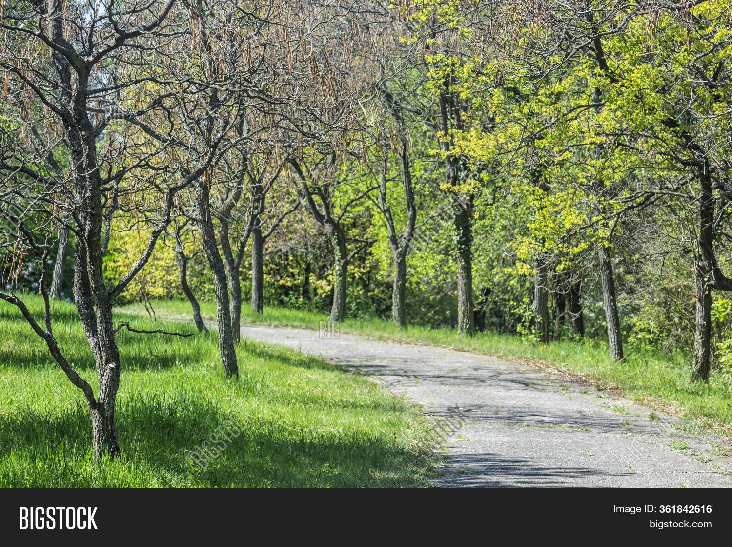 Tree Alley Botanical Image & Photo (Free Trial) | Bigstock