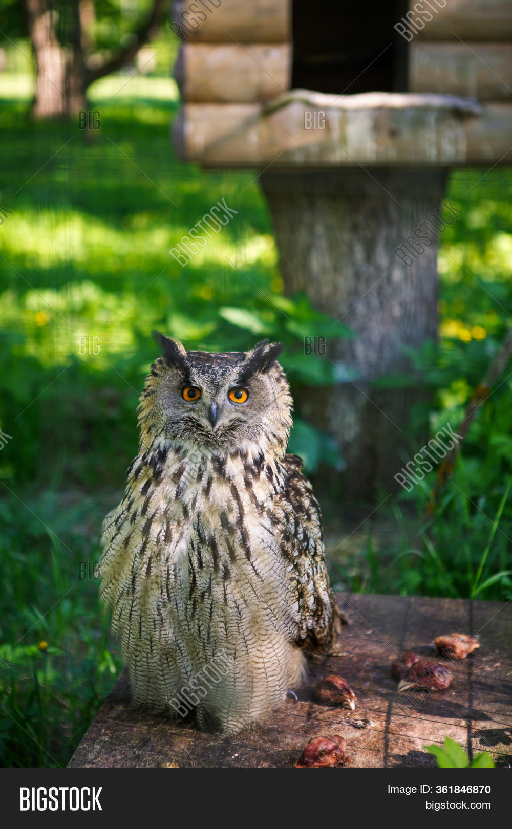 Grey Owl Cage Park Image & Photo (Free Trial) | Bigstock