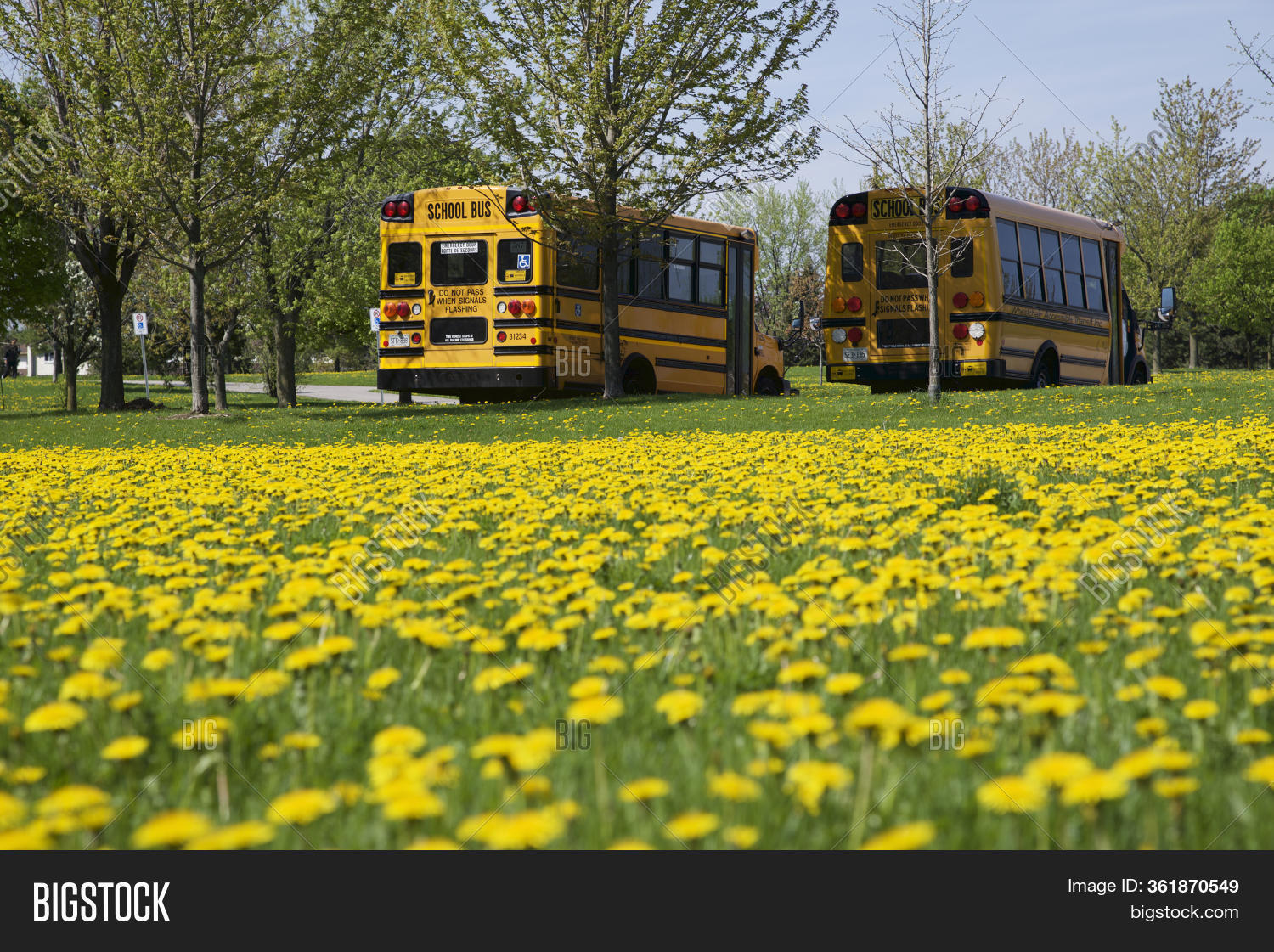 School Bus Dandelion Image & Photo (Free Trial) | Bigstock