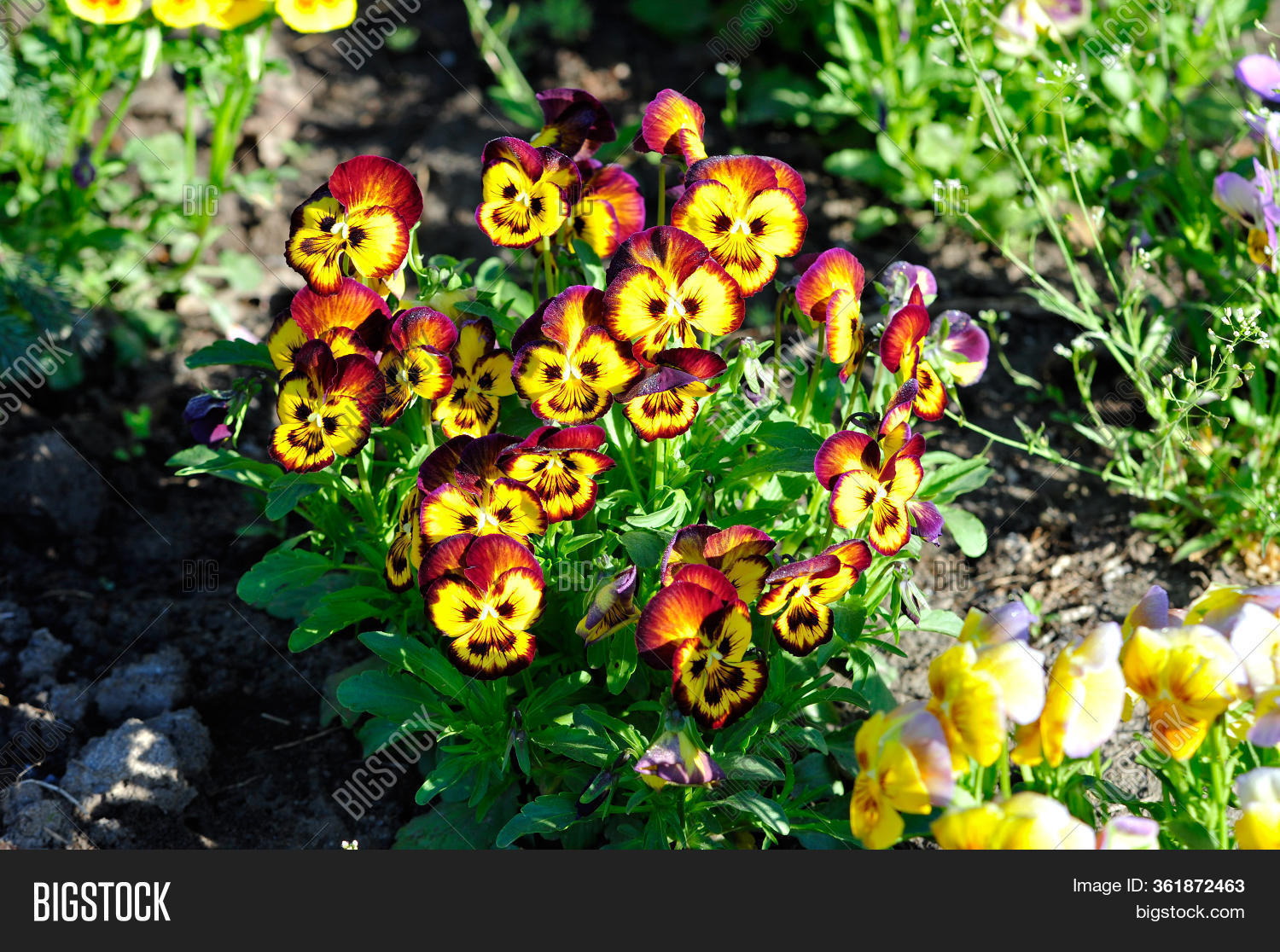 Viola Genus Flowering Image & Photo (Free Trial) | Bigstock