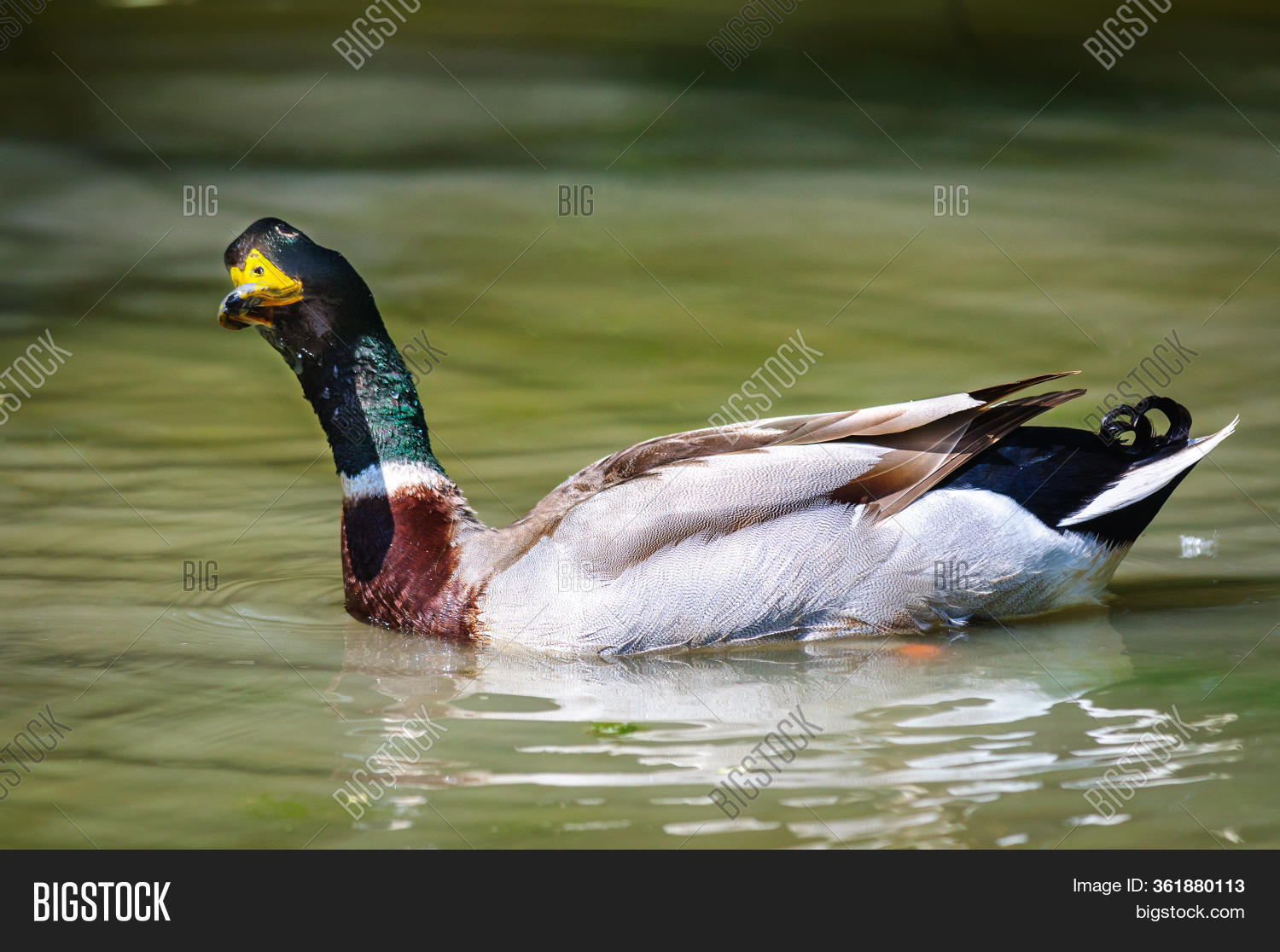 Curious Duck Looking Image & Photo (Free Trial) | Bigstock