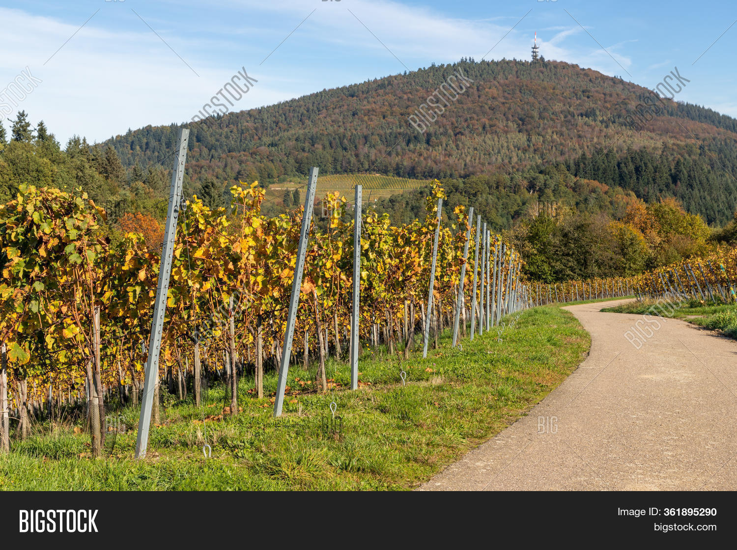 Varnhalt Vineyard Image & Photo (Free Trial) | Bigstock