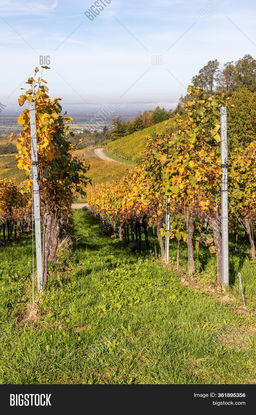 Varnhalt Vineyard Road Image & Photo (Free Trial) | Bigstock