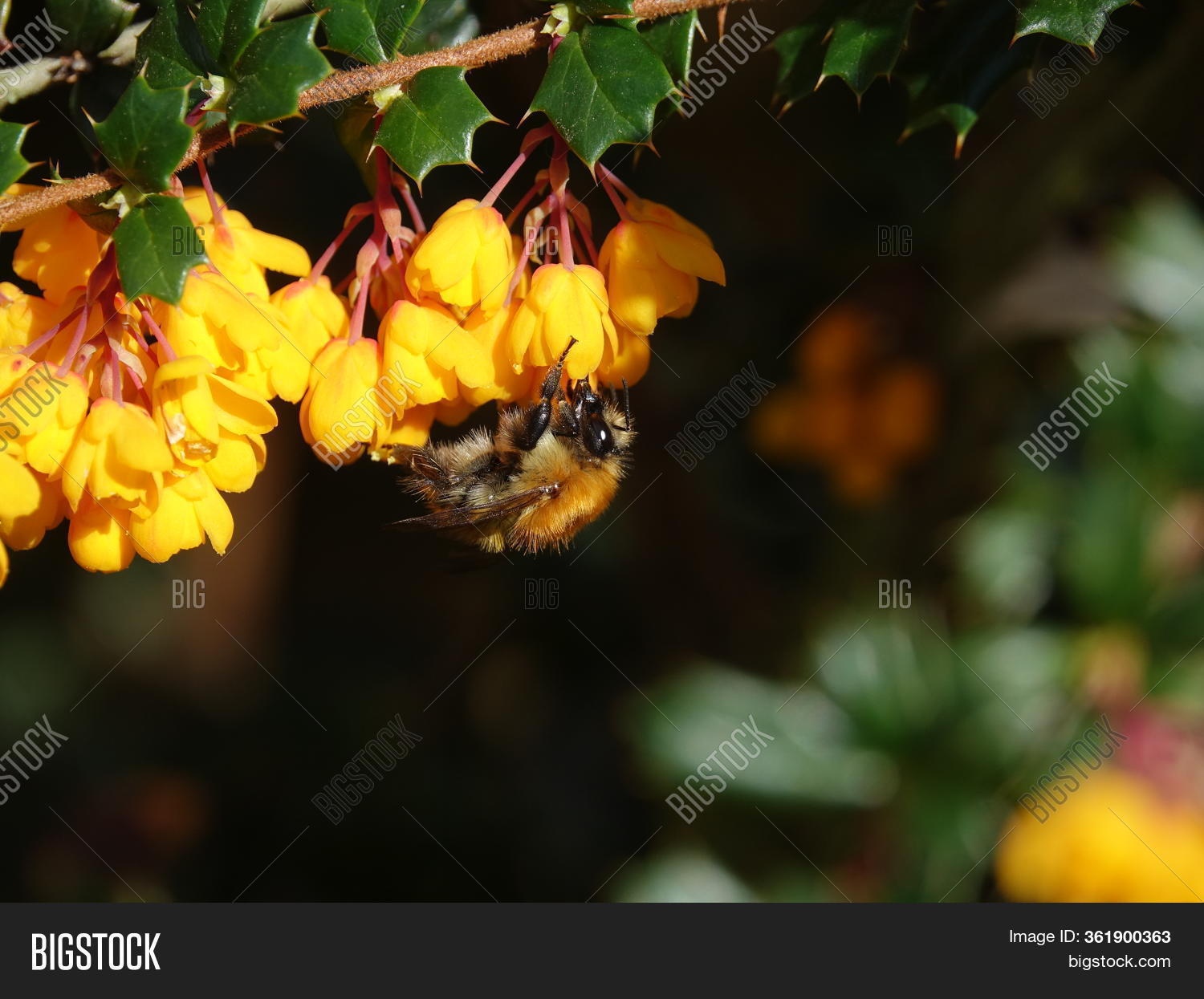 Common Carder Bee ( Image & Photo (Free Trial) | Bigstock