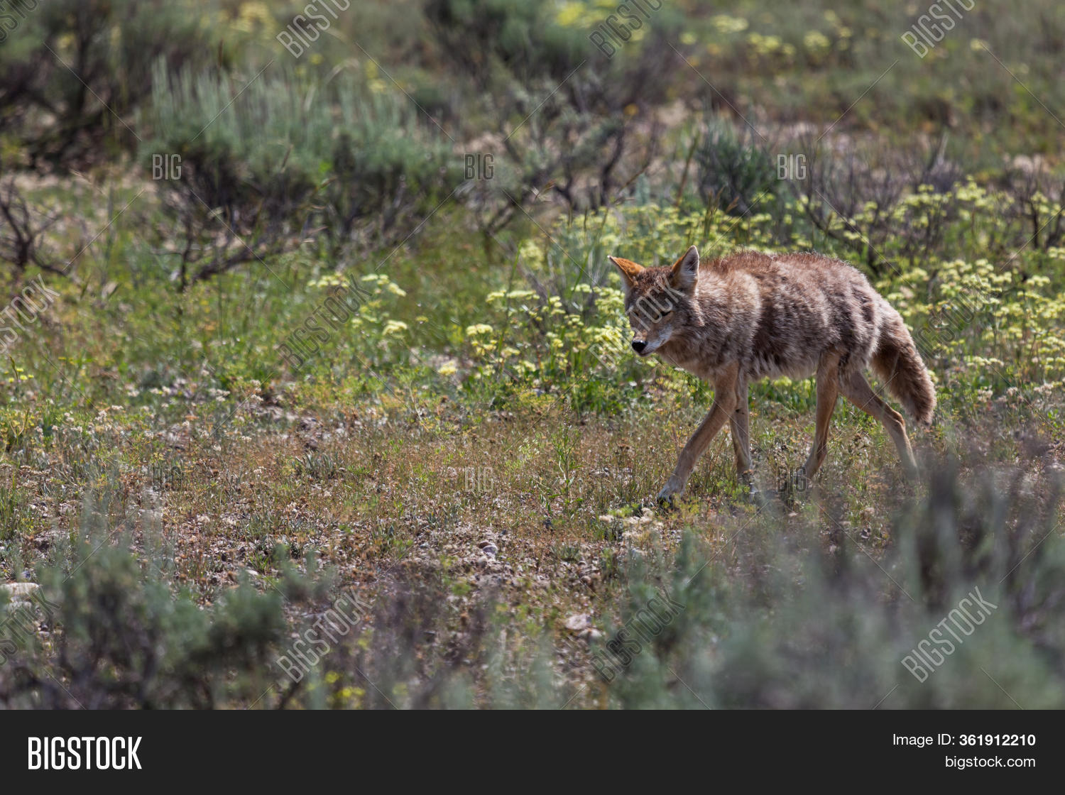 Fluffy Coyote Walking Image & Photo (Free Trial) | Bigstock