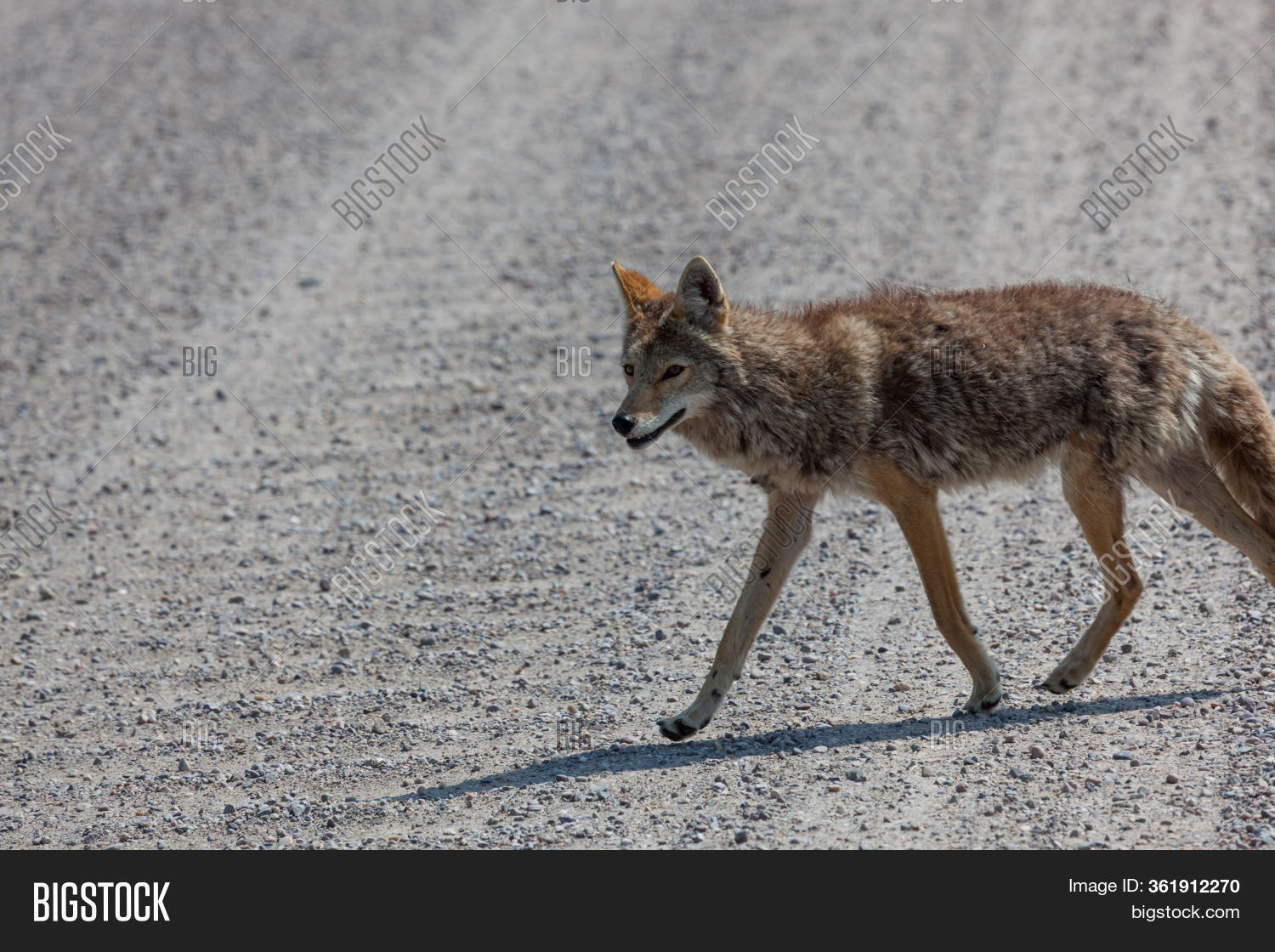 Fluffy Coyote Walking Image & Photo (Free Trial) | Bigstock