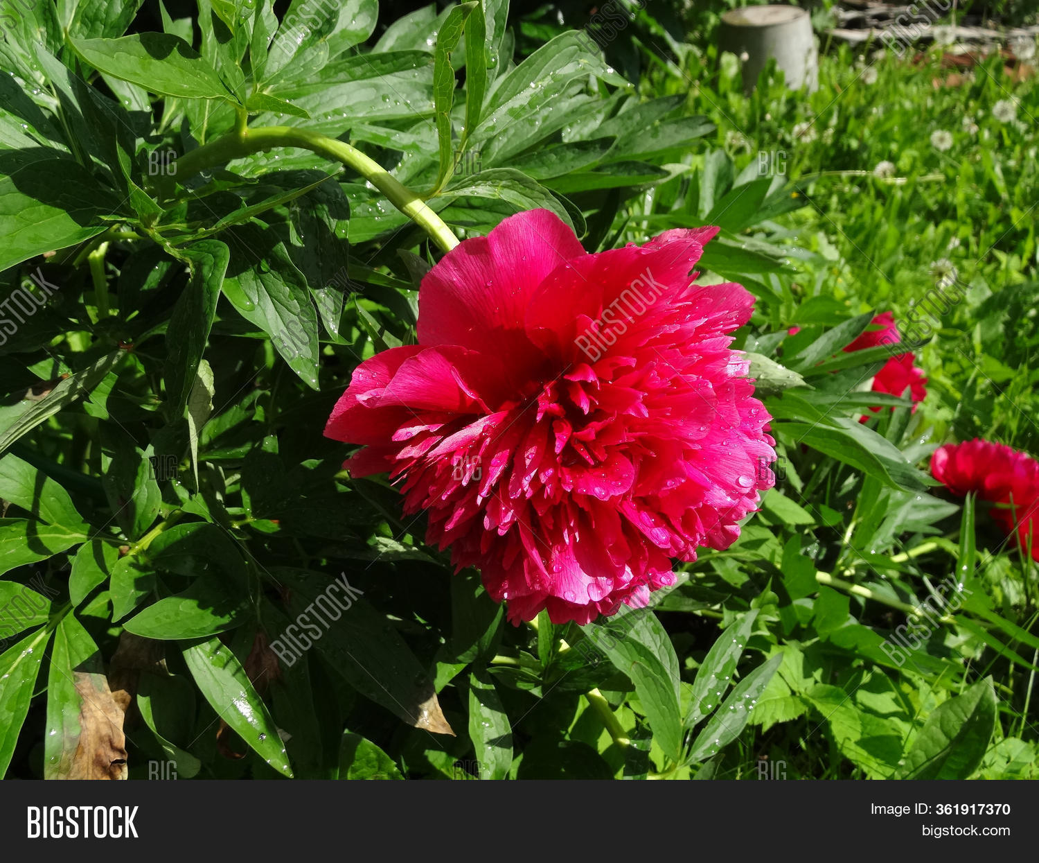 Dark Pink Red Peony Image & Photo (Free Trial) | Bigstock