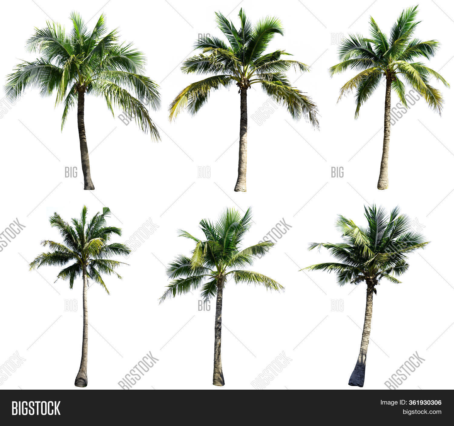 Group Coconut Tree Image & Photo (Free Trial) | Bigstock