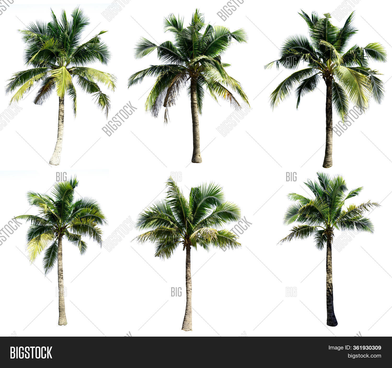 Group Coconut Tree Image & Photo (Free Trial) | Bigstock