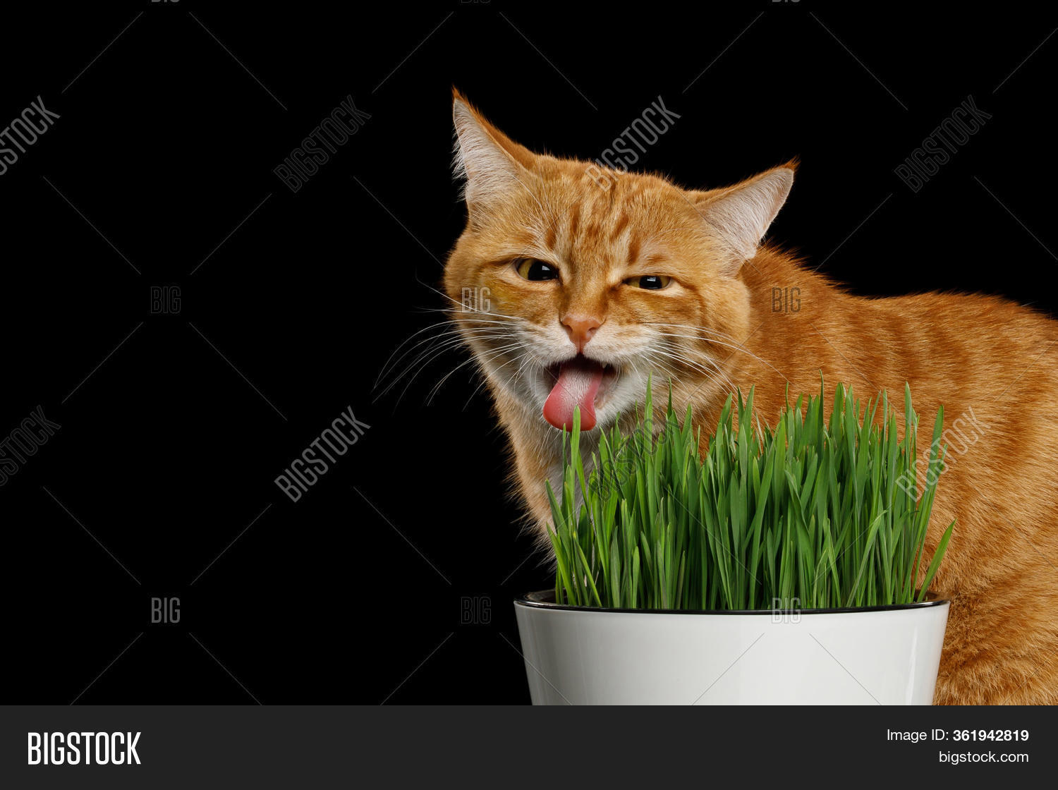 Cat Eating Wheat Grass Image & Photo (Free Trial) | Bigstock