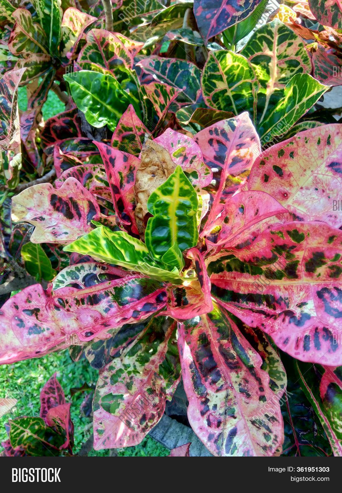 Codiaeum Variegatum ( Image & Photo (Free Trial) | Bigstock