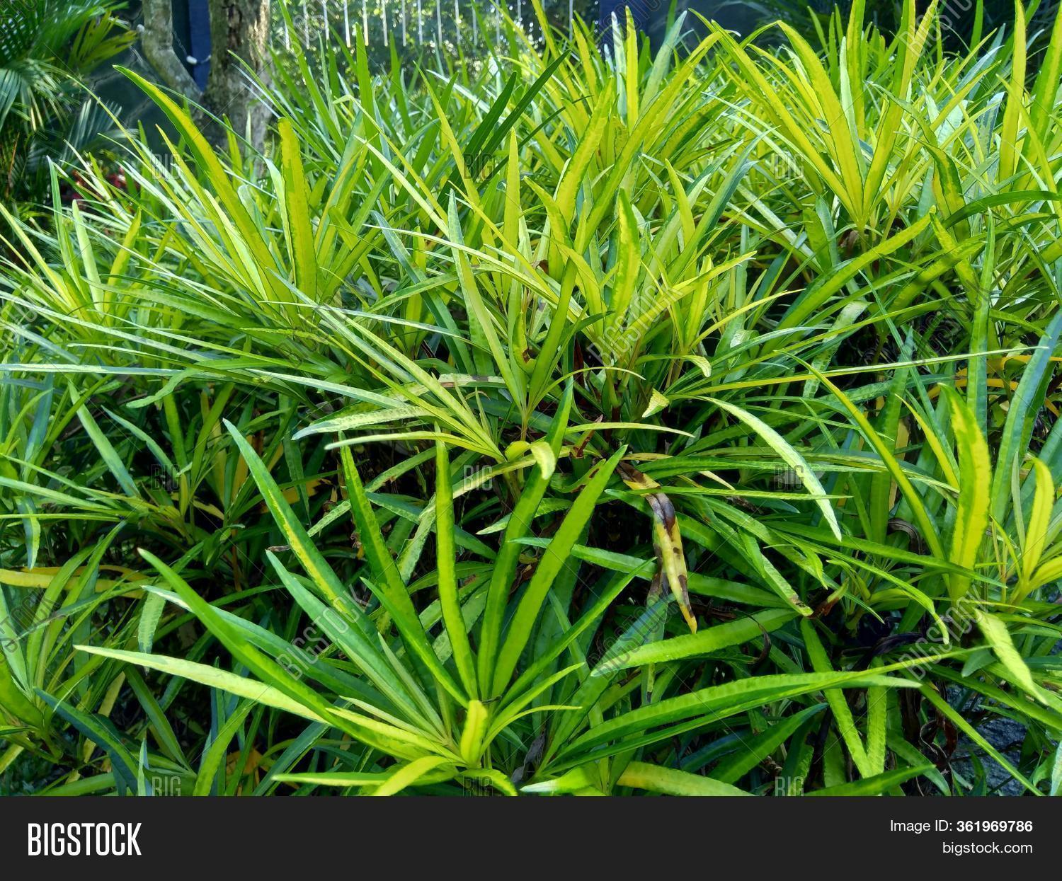 Osmoxylon Lineare ( Image & Photo (Free Trial) | Bigstock