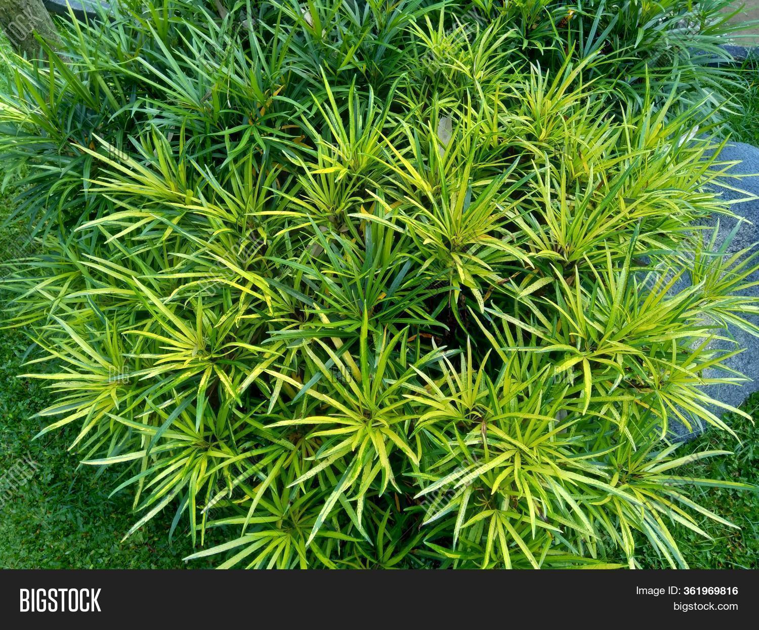 Osmoxylon Lineare ( Image & Photo (Free Trial) | Bigstock