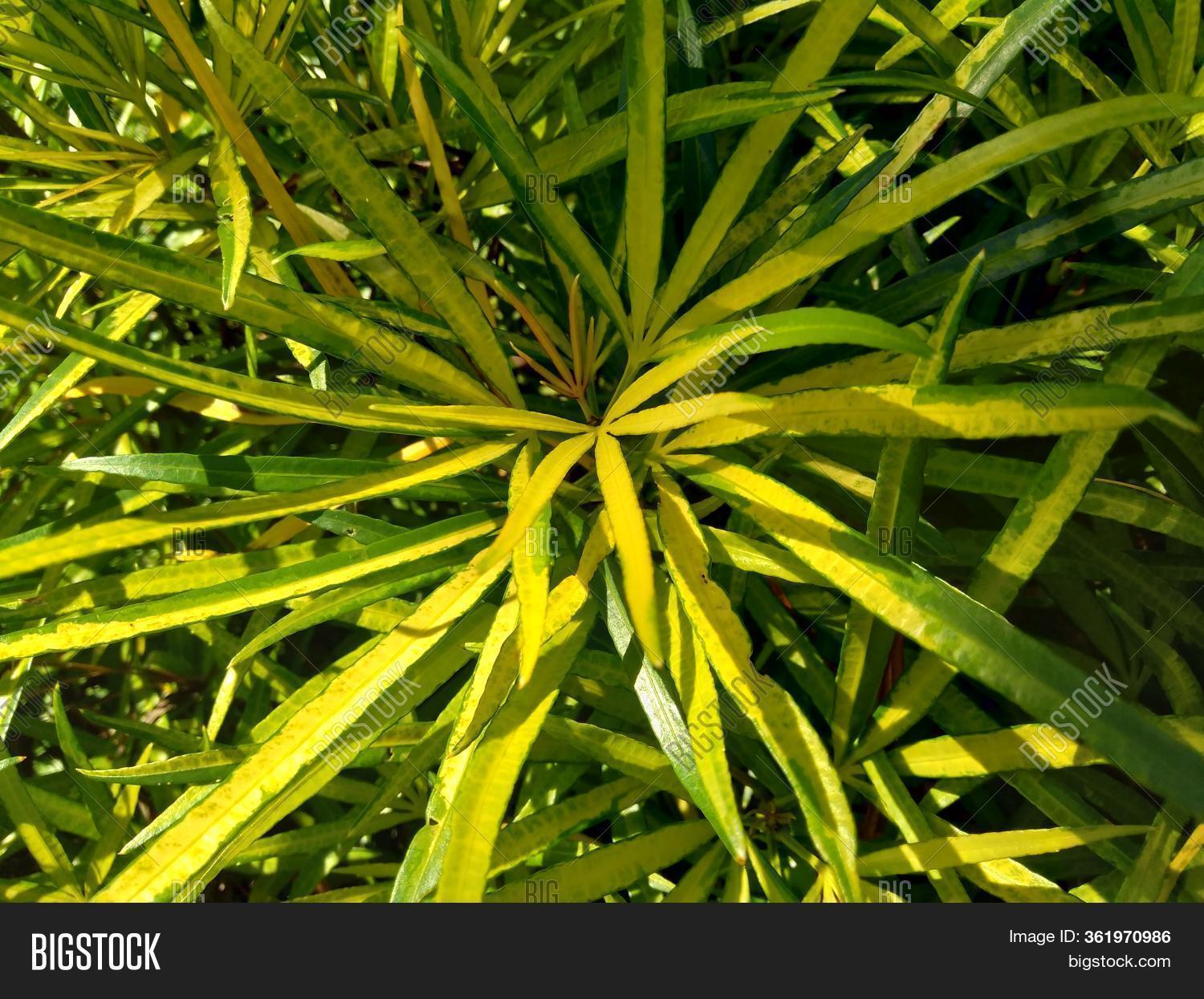 Osmoxylon Lineare ( Image & Photo (Free Trial) | Bigstock