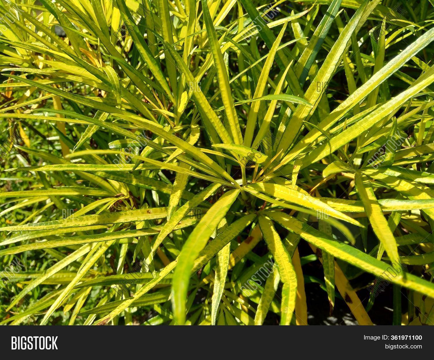 Osmoxylon Lineare ( Image & Photo (Free Trial) | Bigstock