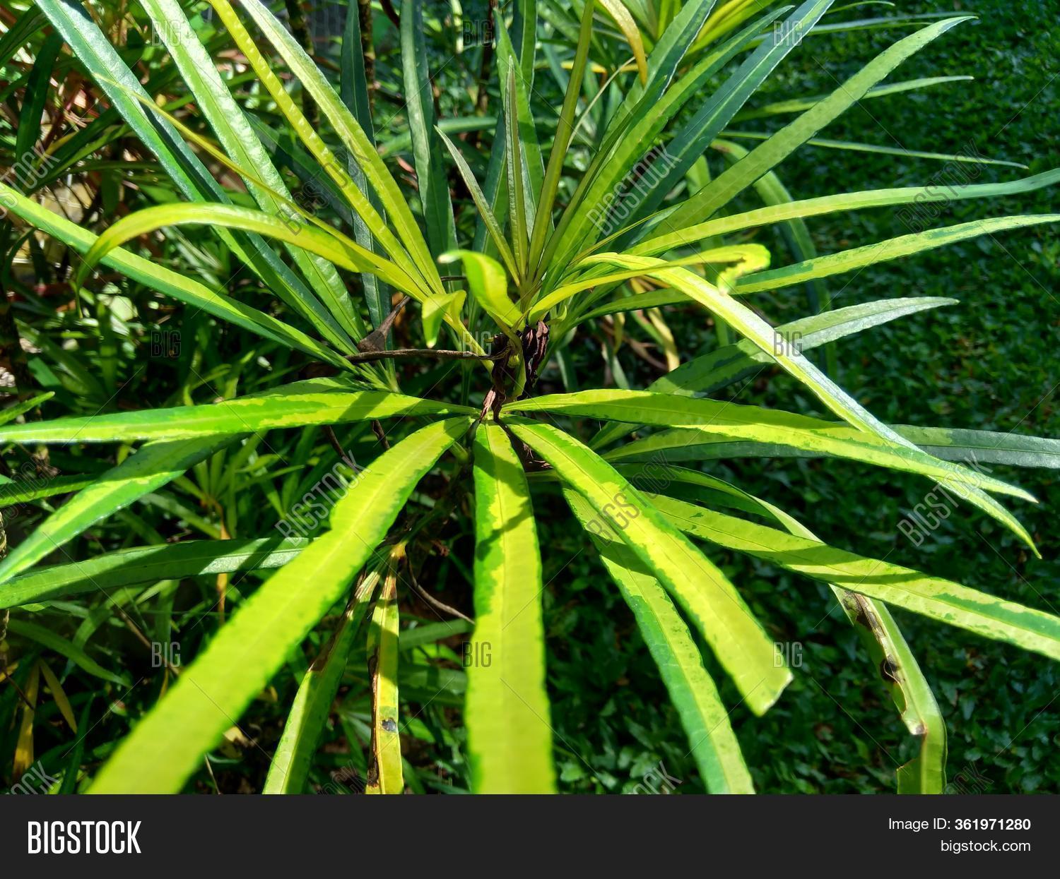 Osmoxylon Lineare ( Image & Photo (Free Trial) | Bigstock