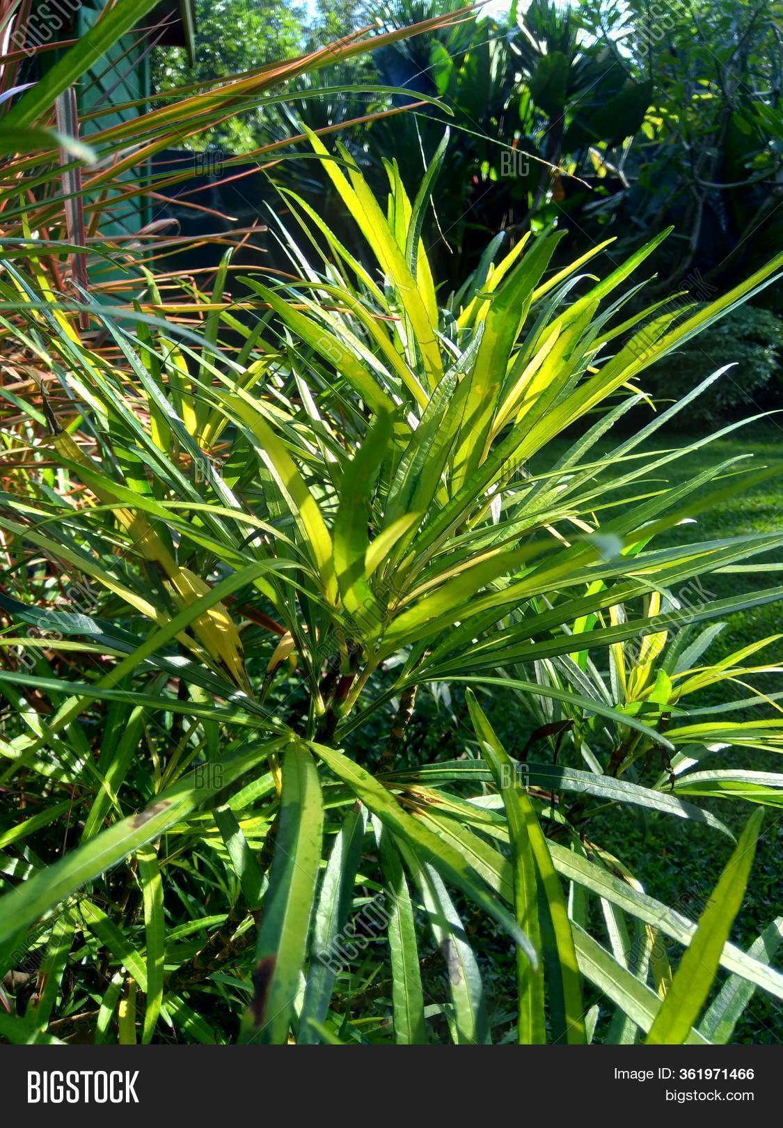 Osmoxylon Lineare ( Image & Photo (Free Trial) | Bigstock