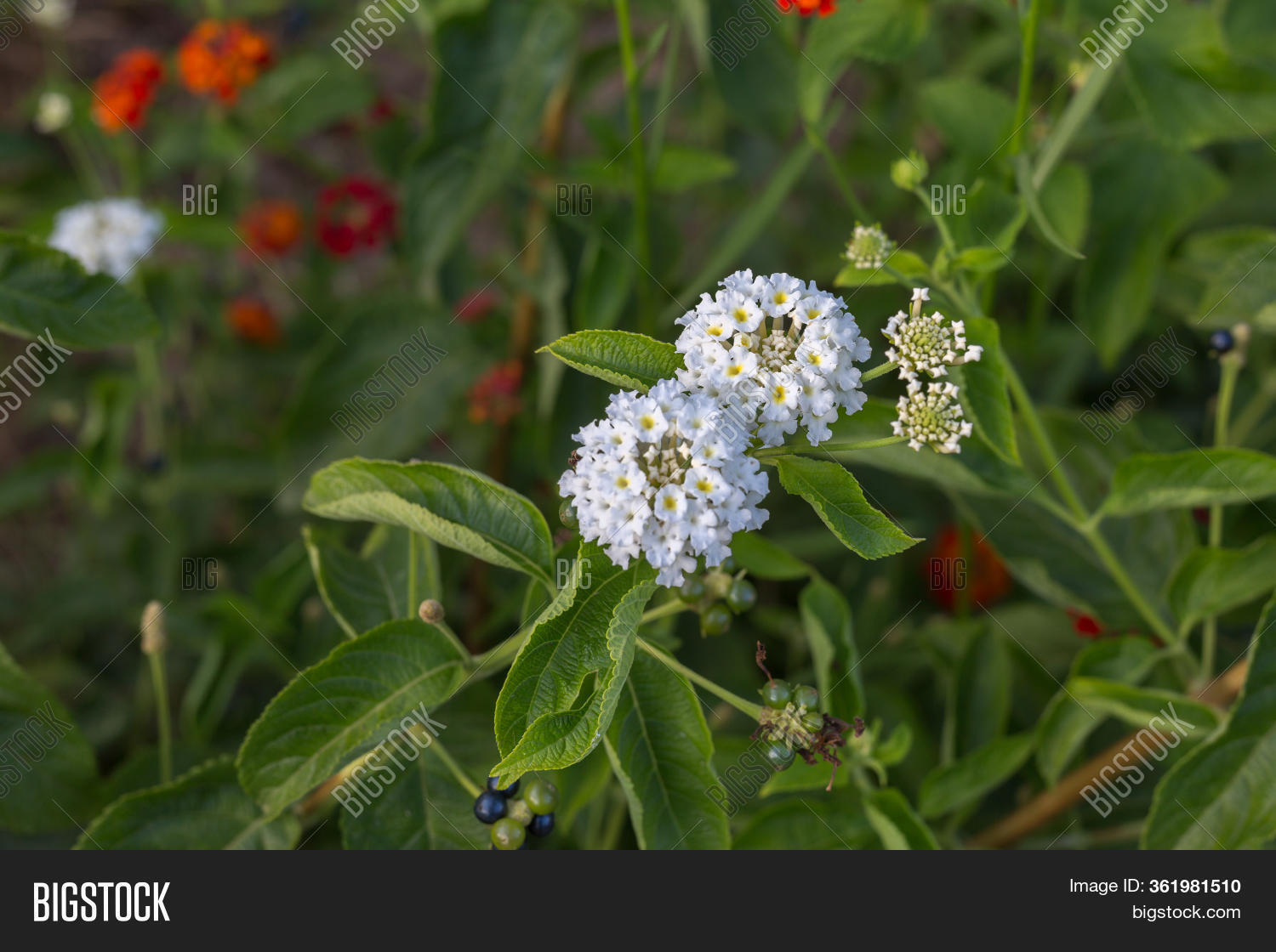 White Flower Lantana Image & Photo (Free Trial) | Bigstock
