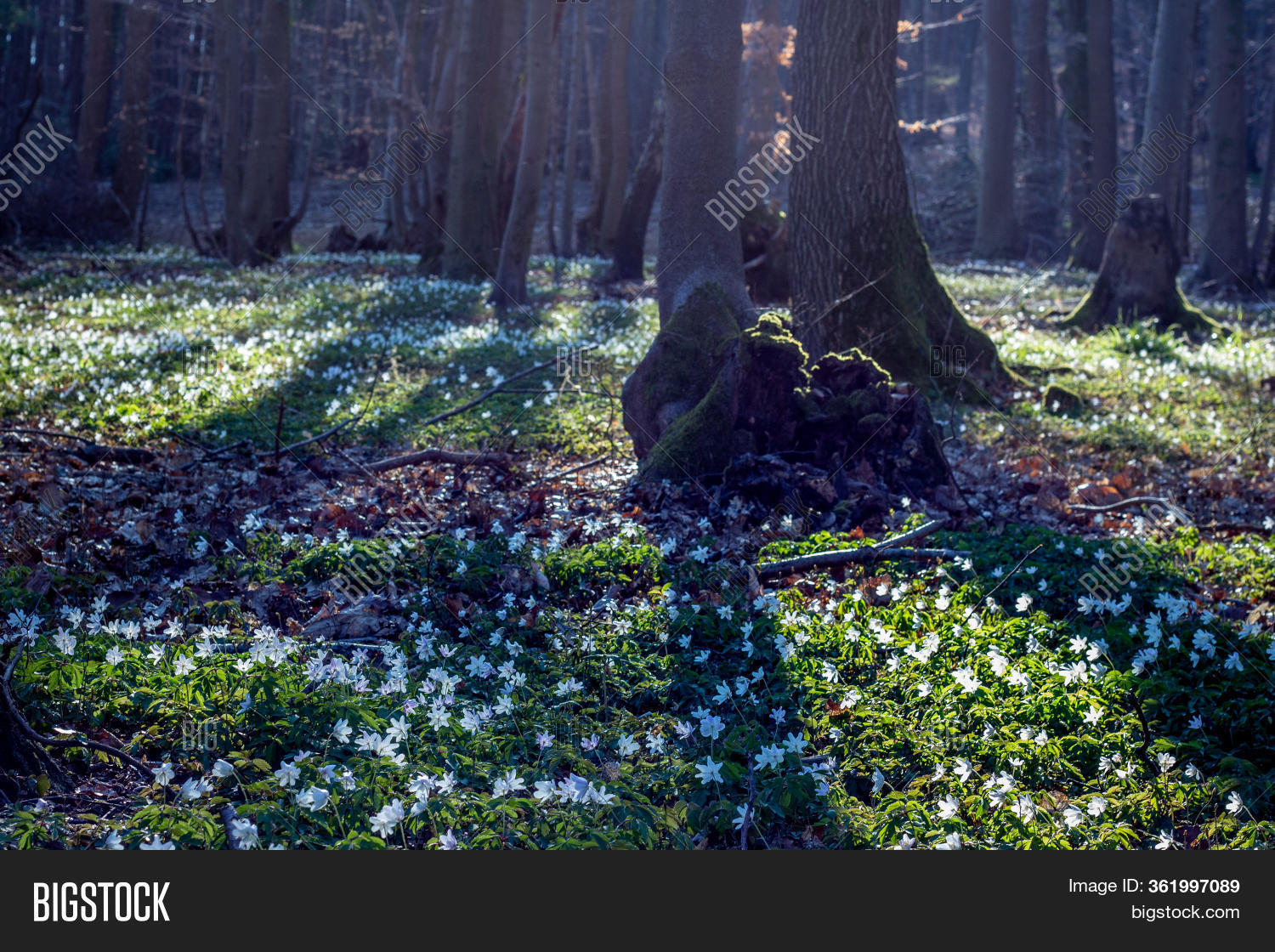 Spring Season Forest Image & Photo (Free Trial) | Bigstock