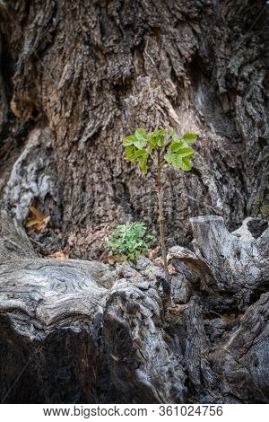 Green Shoots New Tree Image & Photo (Free Trial) | Bigstock