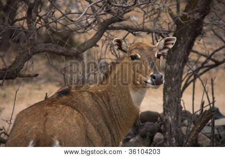 African Deer Behind Image & Photo (Free Trial) | Bigstock