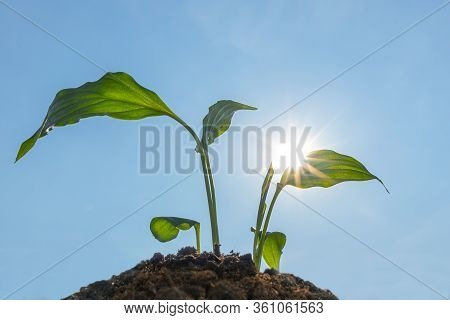 Green Sprout Grows Image & Photo (Free Trial) | Bigstock