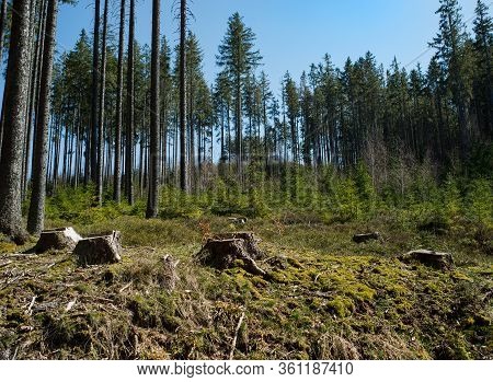 Ruined Forest Broken Image & Photo (Free Trial) | Bigstock