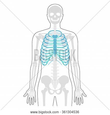 Human Rib Cage Vector & Photo (Free Trial) | Bigstock