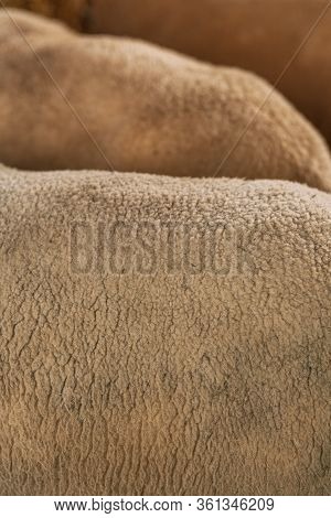 Sheep Wool Background Image & Photo (Free Trial) | Bigstock